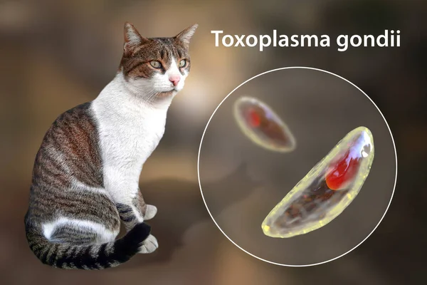 Protozoos parasitarios Toxoplasma gondii, el agente causal de la toxoplasmosis en la etapa de ...