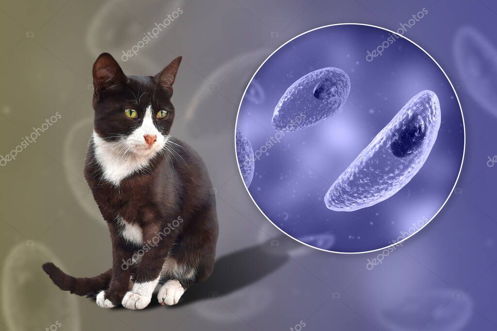 Protozoos parasitarios Toxoplasma gondii, el agente causal de la toxoplasmosis en la etapa de ...