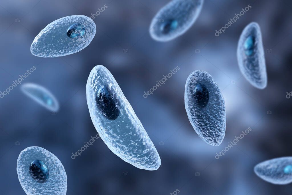 Protozoos parasitarios Toxoplasma gondii, el agente causal de la toxoplasmosis en la etapa de ...