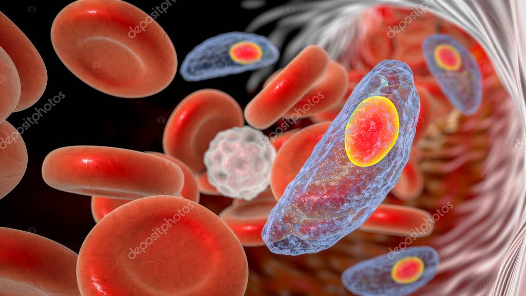 Protozoos parasitarios Toxoplasma gondii en el torrente sanguíneo, el agente causal de la ...