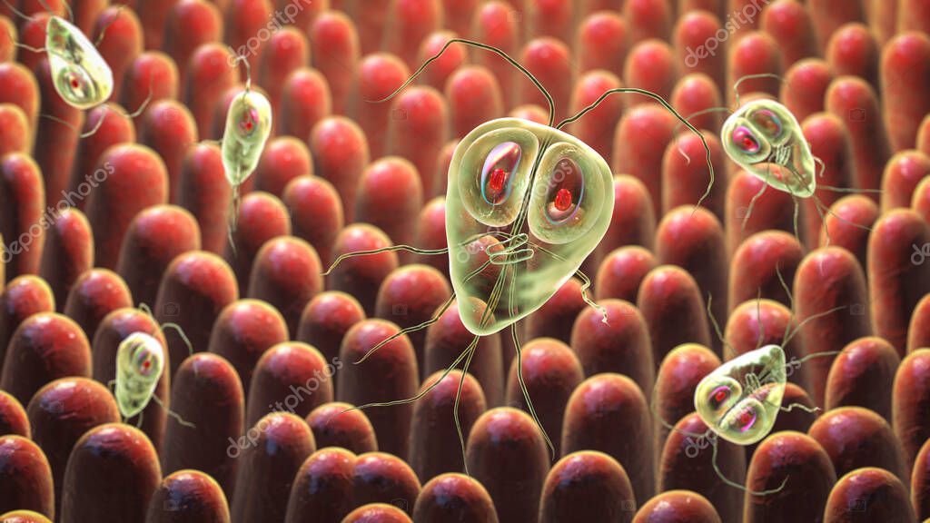 Giardia lamblia protozoario, el agente causal de la giardiasis ...