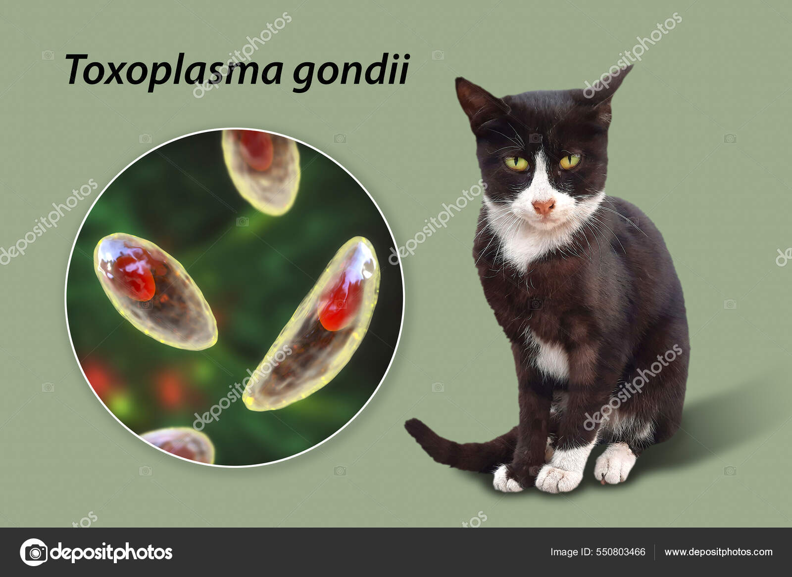 Parasitic Protozoans Toxoplasma Gondii Causative Agent Toxoplasmosis Tachyzoite Stage ...