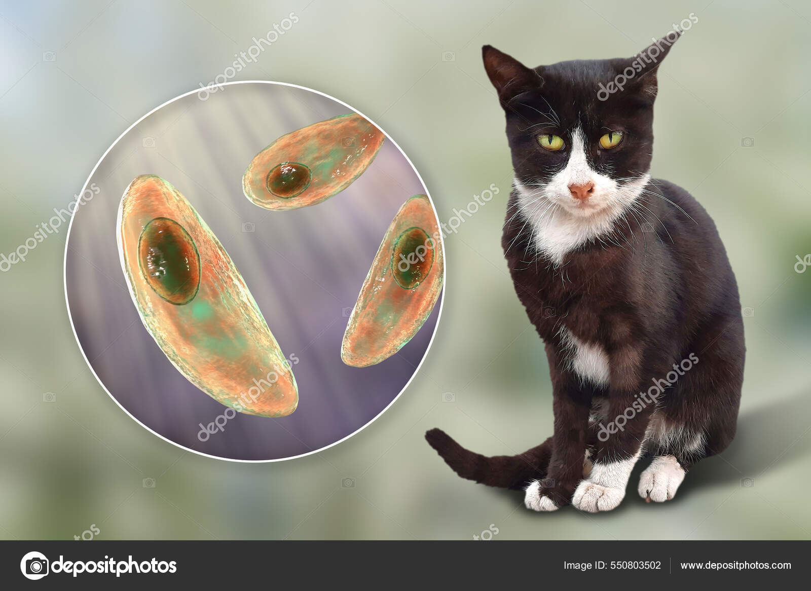 Protozoos Parasitarios Toxoplasma Gondii Agente Causal Toxoplasmosis ...
