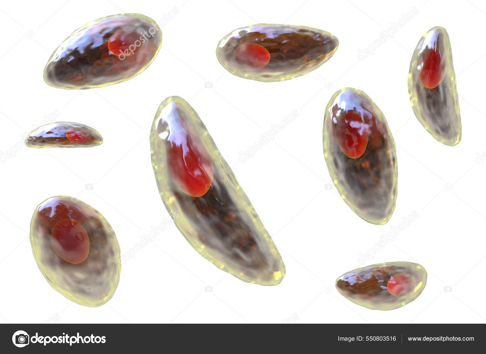 Protozoos Parasitarios Toxoplasma Gondii Agente Causal Toxoplasmosis Etapa Taquizoito ...