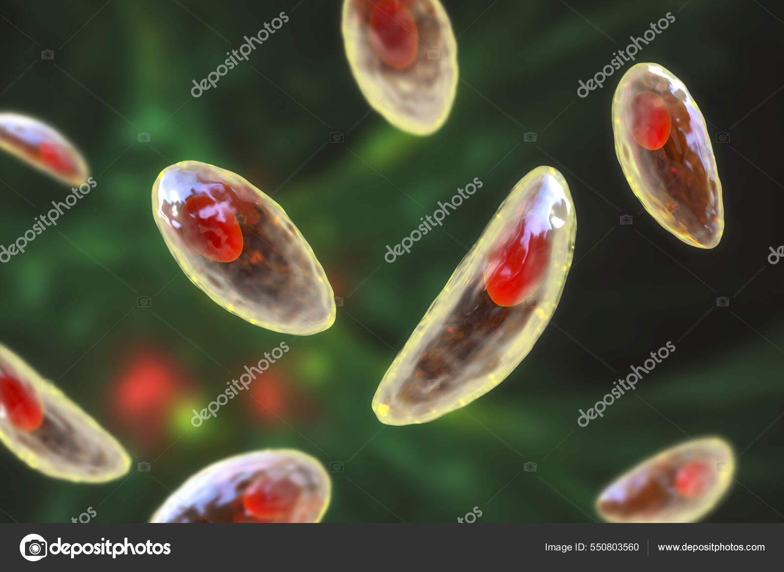 Parasitic Protozoans Toxoplasma Gondii Causative Agent Toxoplasmosis ...