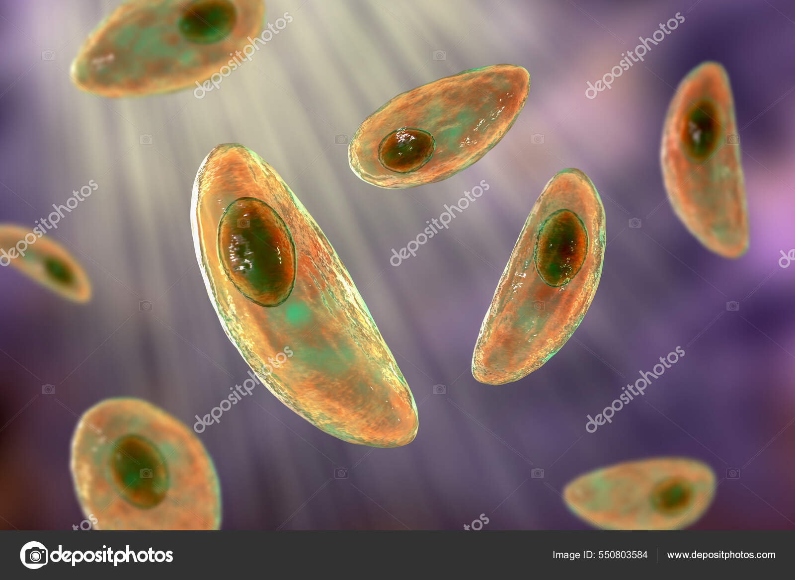 Protozoos Parasitarios Toxoplasma Gondii Agente Causal Toxoplasmosis Etapa Taquizoito ...