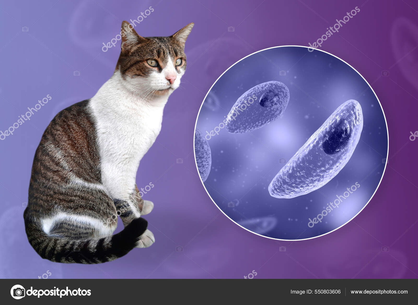 Parasitic Protozoans Toxoplasma Gondii Causative Agent Toxoplasmosis ...