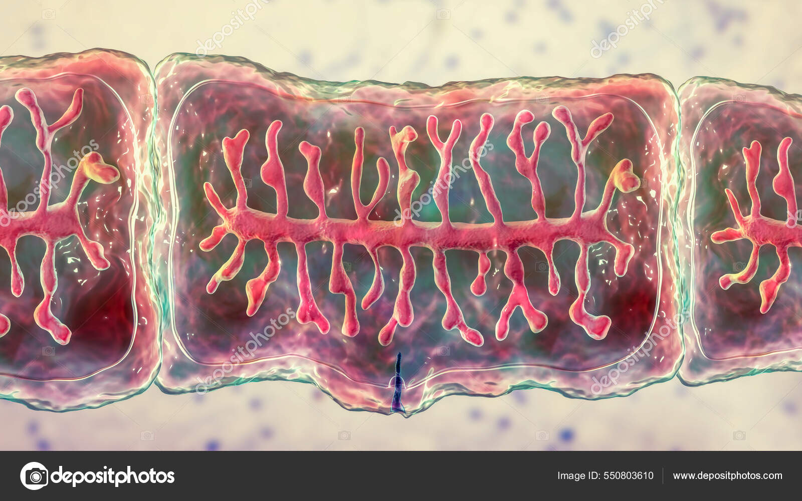 Gravid Proglottid Eggs