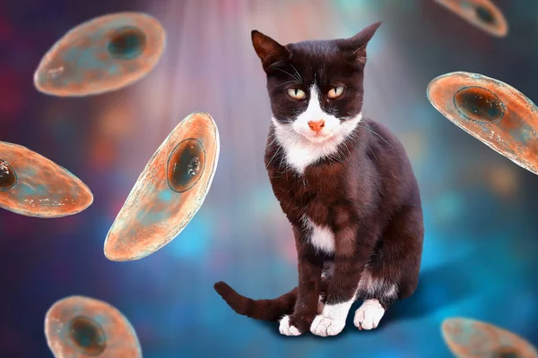 Protozoos parasitarios Toxoplasma gondii, el agente causal de la toxoplasmosis en la etapa de ...