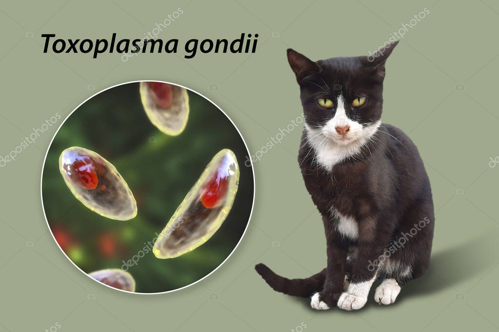 Protozoos parasitarios Toxoplasma gondii, el agente causal de la toxoplasmosis en la etapa de ...