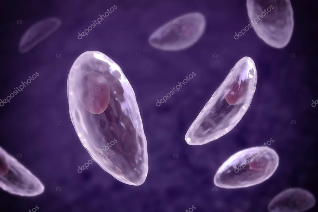 Protozoos parasitarios Toxoplasma gondii, el agente causal de la toxoplasmosis en la etapa de ...