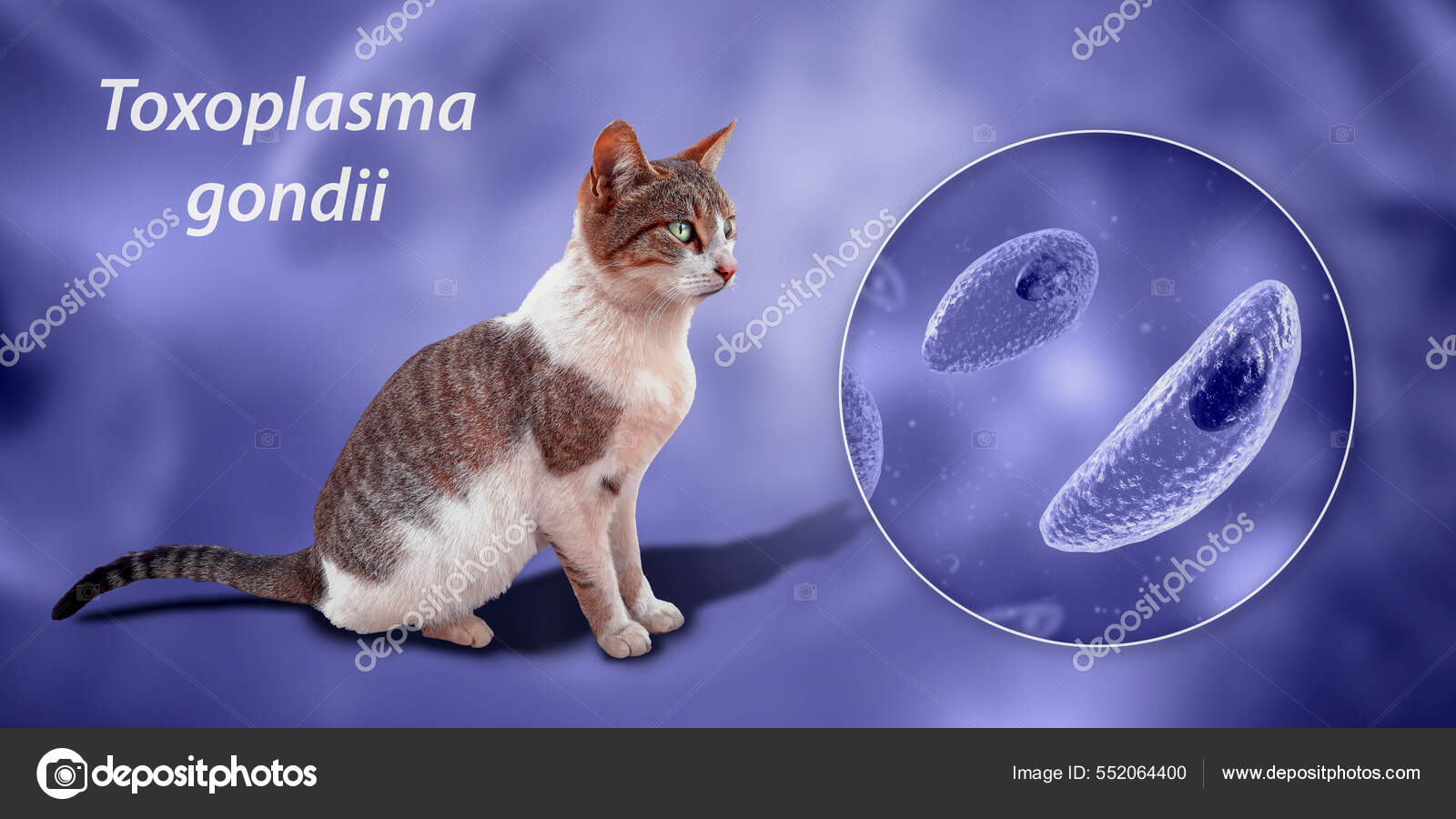 Toxoplasma Gondii Morphology
