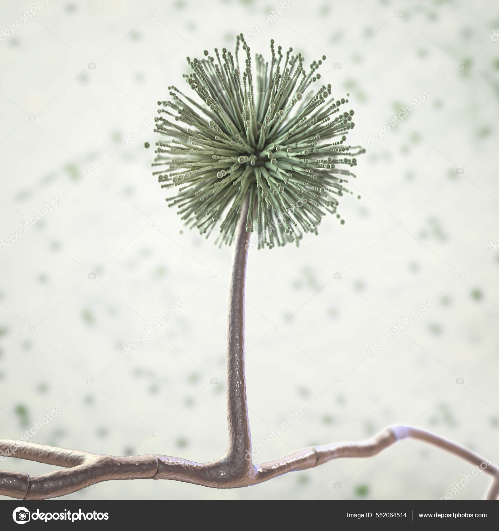 Hongos Aspergillus Niger Moho Negro Que Produce Aflatoxinas Causa ...