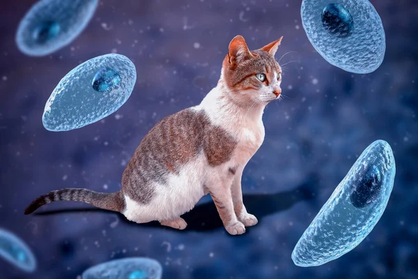 Protozoos parasitarios Toxoplasma gondii, el agente causal de la toxoplasmosis en la etapa de ...