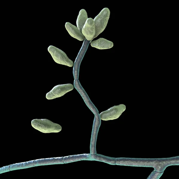 Curvularia Stock Photos, Royalty Free Curvularia Images | Depositphotos