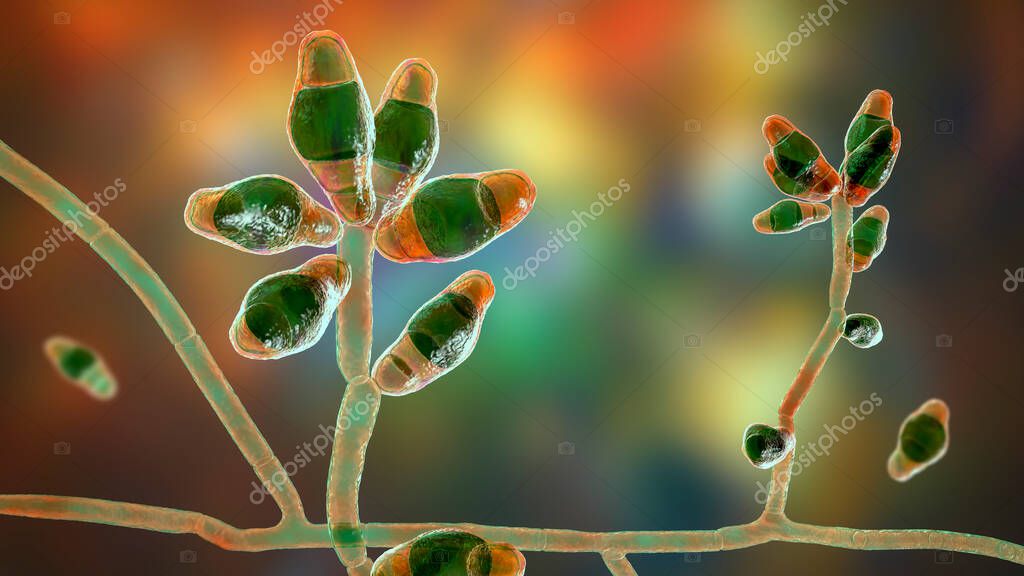 Hongos microscópicos del molde Curvularia, ilustración científica 3D. Curvularia causa ...