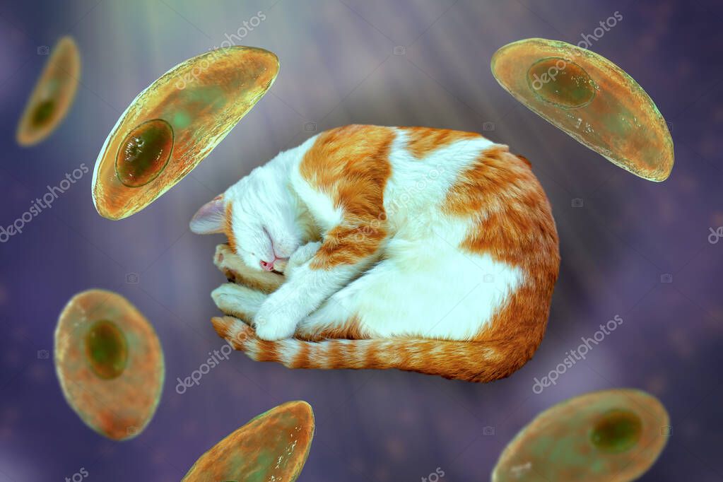Protozoos parasitarios Toxoplasma gondii, el agente causal de la toxoplasmosis en la etapa de ...