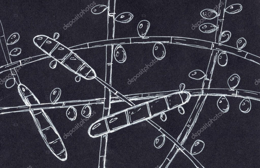Hongos Trichophyton rubrum, ilustración dibujada a mano que muestra ...