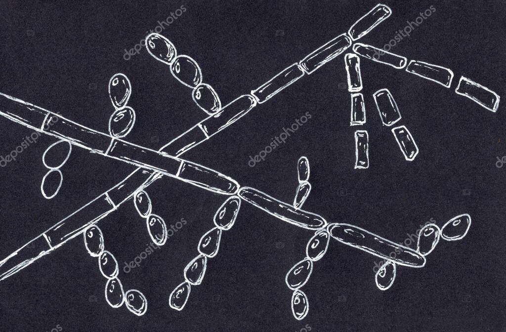 Hongos microscópicos Trichosporon, ilustración dibujada a mano muestra ...