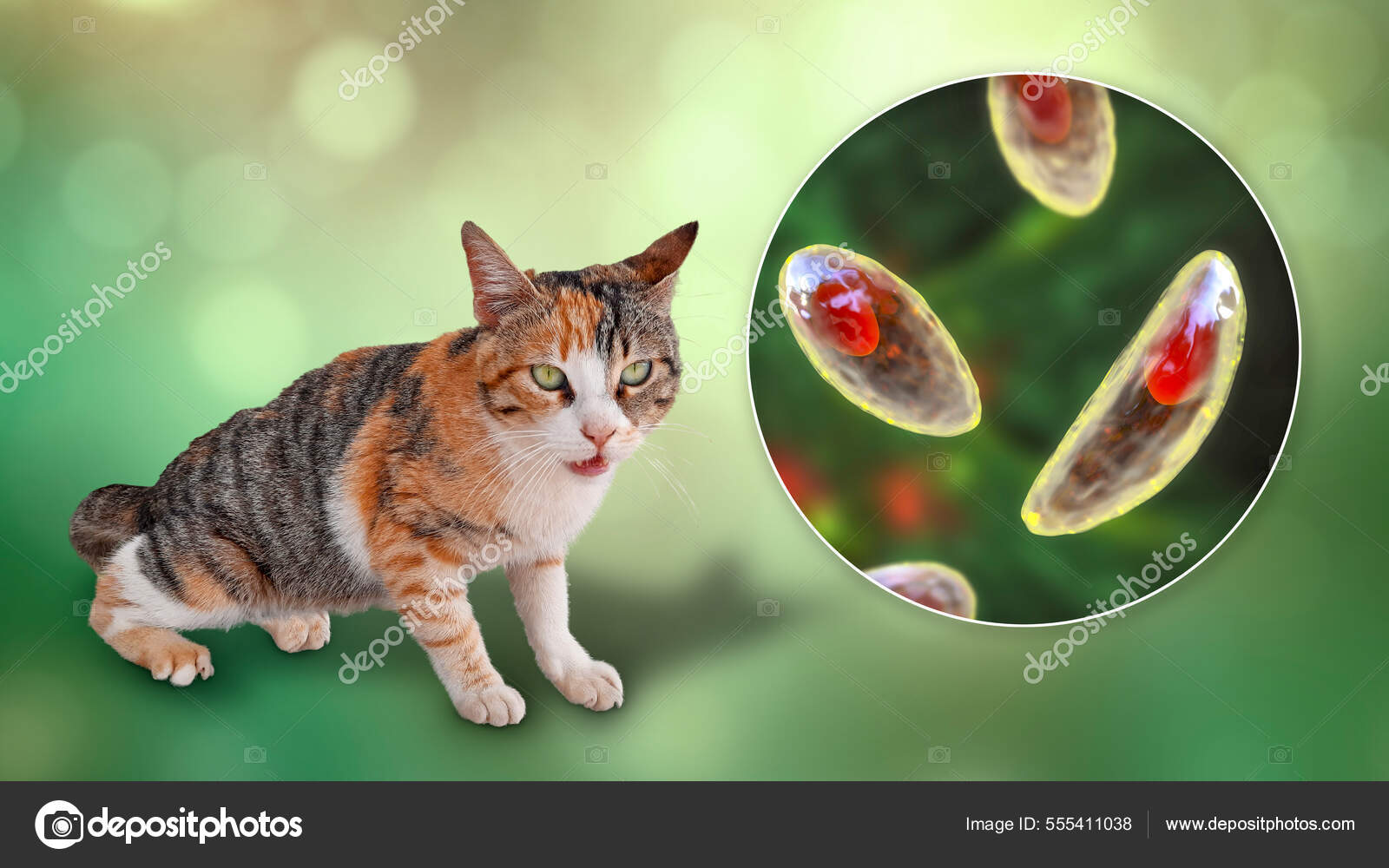 Protozoos Parasitarios Toxoplasma Gondii Agente Causal Toxoplasmosis Etapa Taquizoito ...