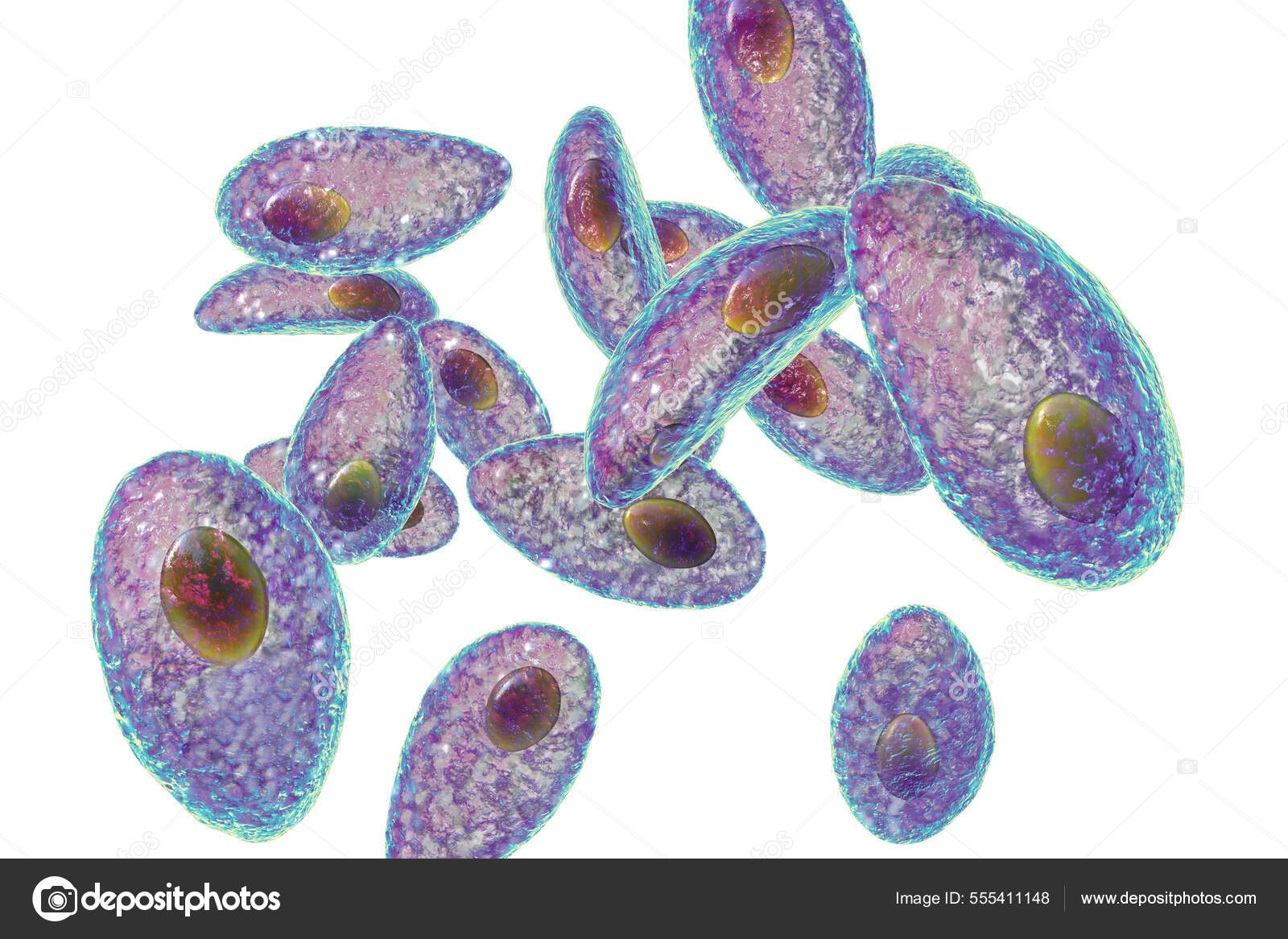Protozoos Parasitarios Toxoplasma Gondii Agente Causal Toxoplasmosis Etapa Taquizoito ...