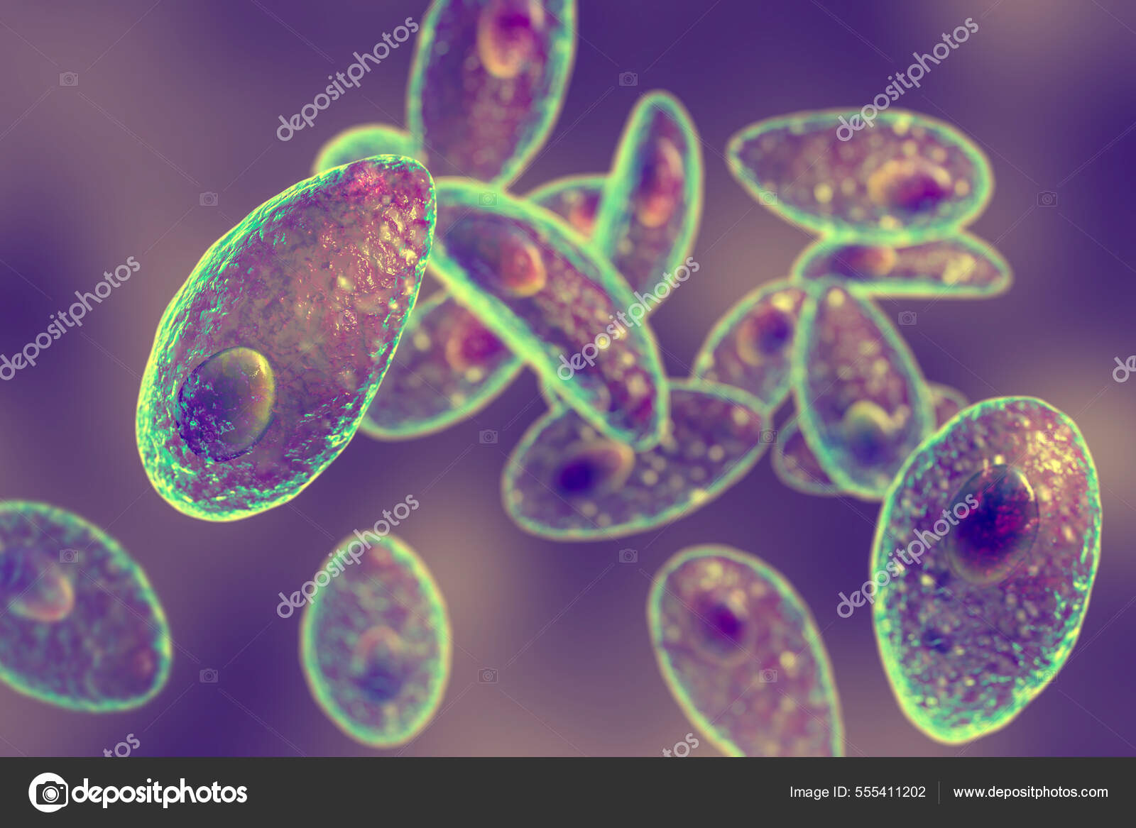 Protozoos Parasitarios Toxoplasma Gondii Agente Causal Toxoplasmosis Etapa Taquizoito ...