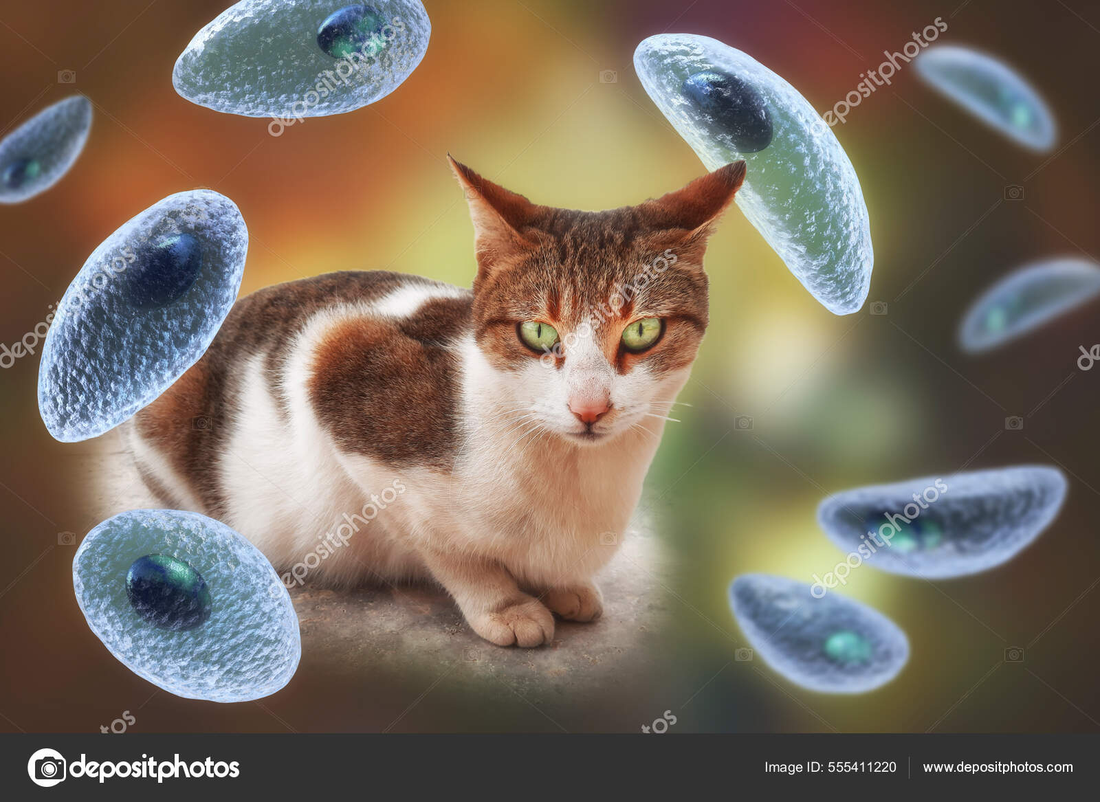 Protozoos Parasitarios Toxoplasma Gondii Agente Causal Toxoplasmosis Etapa Taquizoito ...