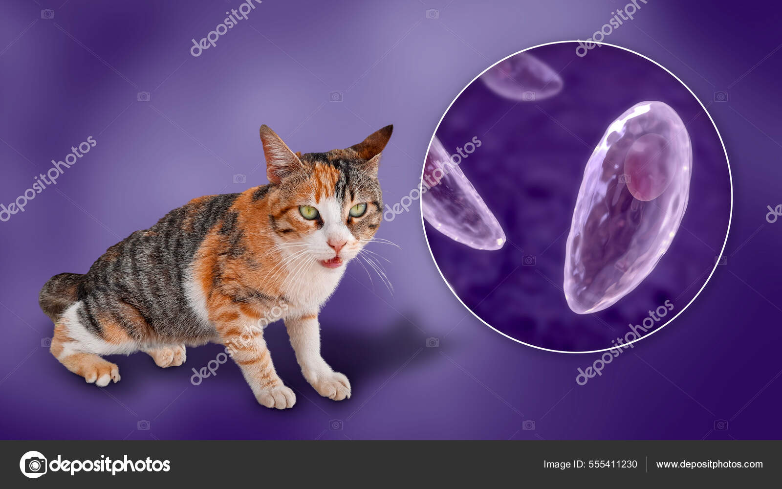Protozoos Parasitarios Toxoplasma Gondii Agente Causal Toxoplasmosis Etapa Taquizoito ...