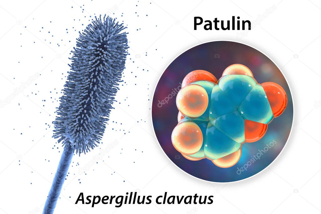 Aspergillus clavatus hongos del molde y molécula de la toxina de la ...