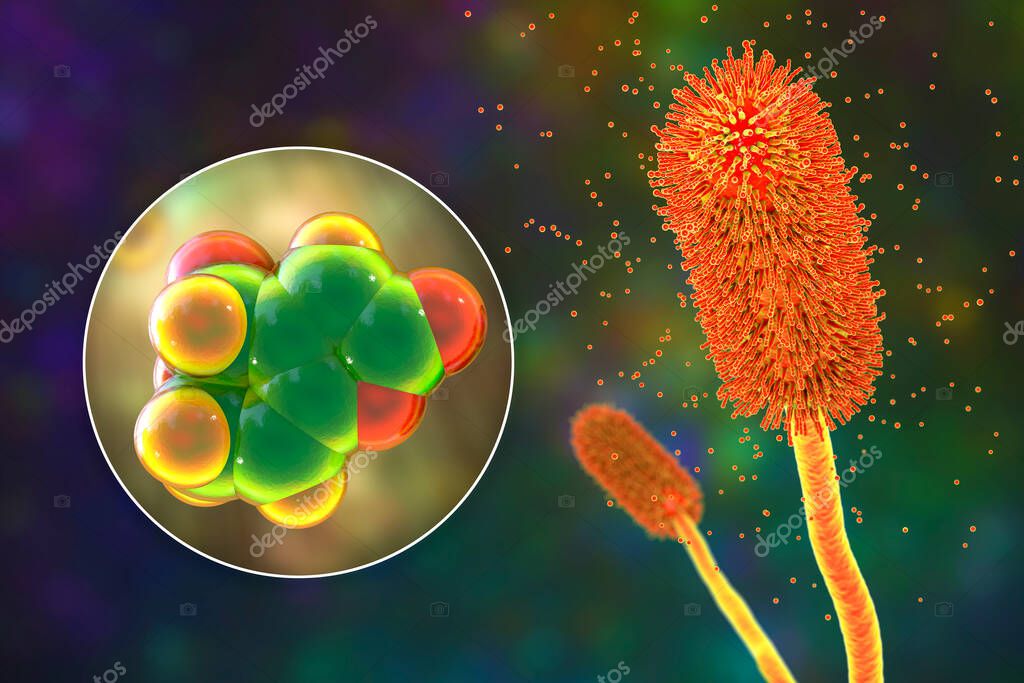 Aspergillus clavatus hongos del molde y mol cula de la toxina de la ...