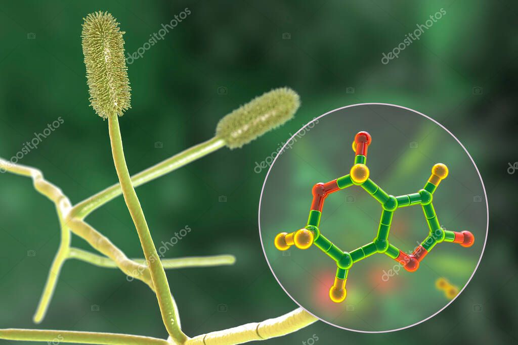 Aspergillus clavatus hongos del molde y molécula de la toxina de la ...