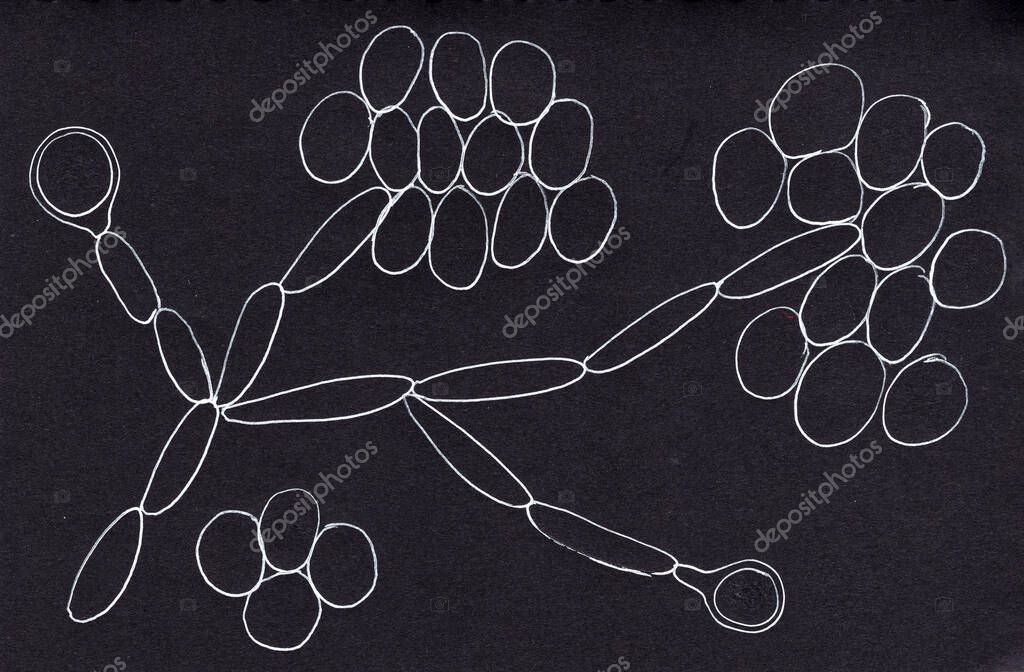 Levaduras de Candida albicans, hongos microscópicos. Ilustración ...