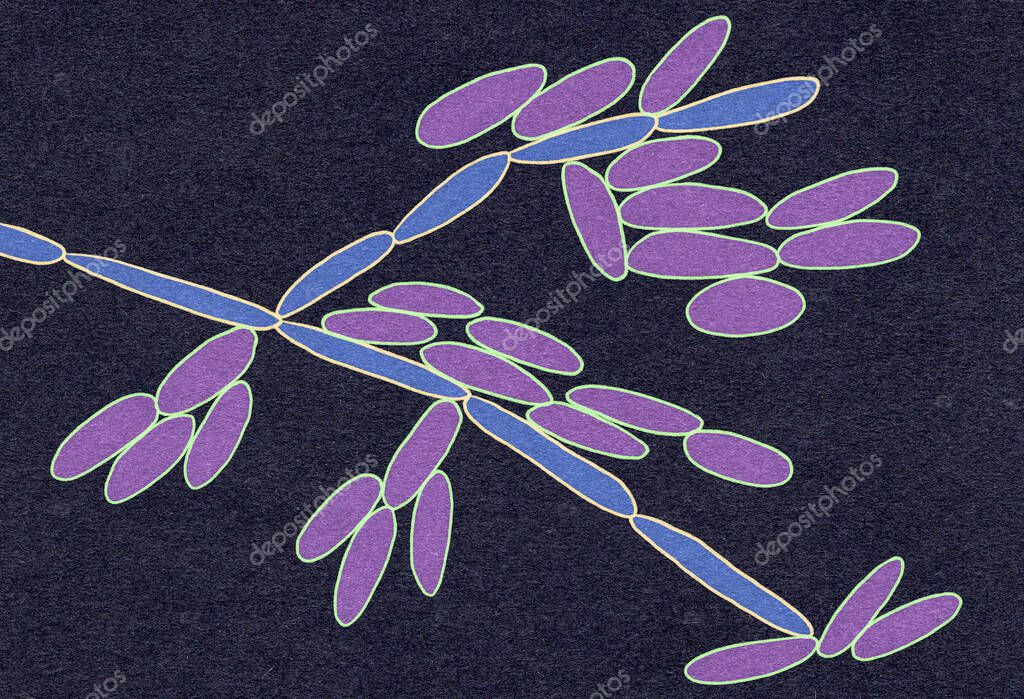 Levaduras de Candida kefyr, anteriormente Candida pseudotropicalis ...
