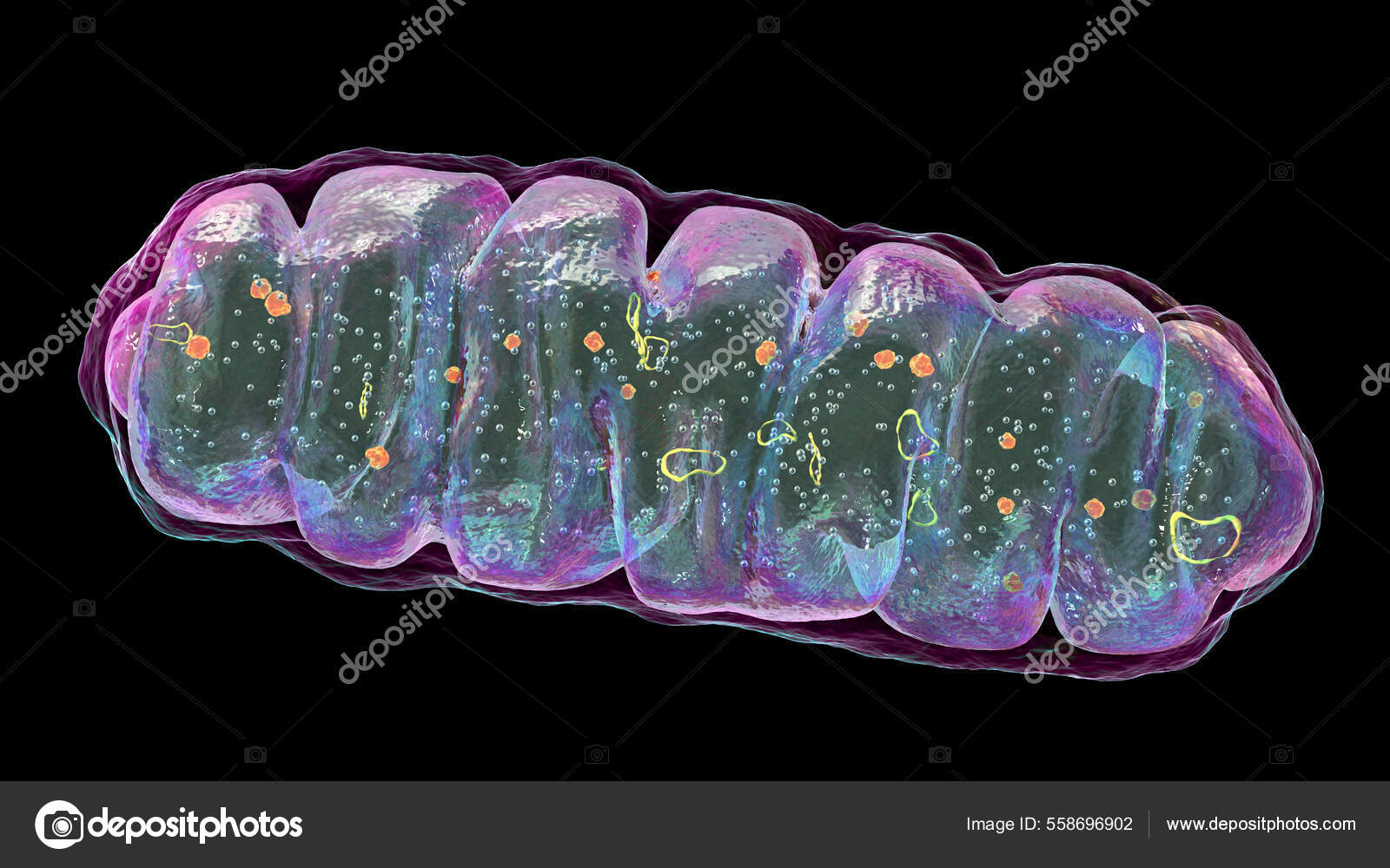 Mitochondria Membrane Enclosed Cellular Organelles Producing Energy Illustration Stock Photo by ...