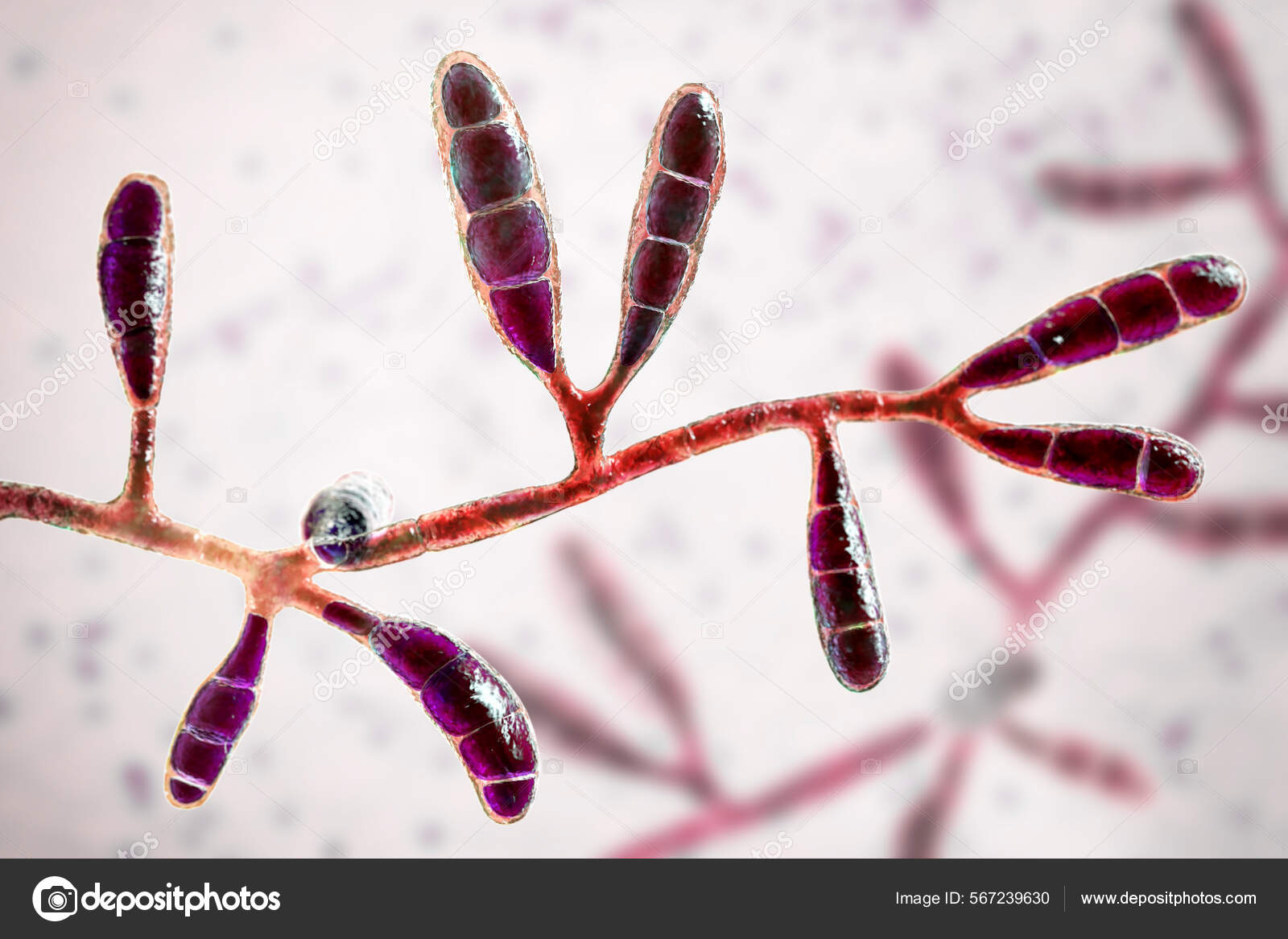 Hongos Microscópicos Epidermophyton Floccosum Ilustración Científica ...