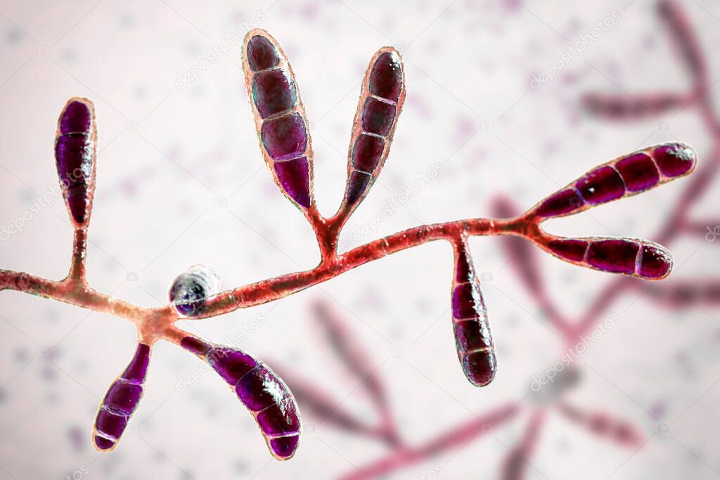Hongos microsc picos Epidermophyton floccosum, ilustraci n cient fica ...