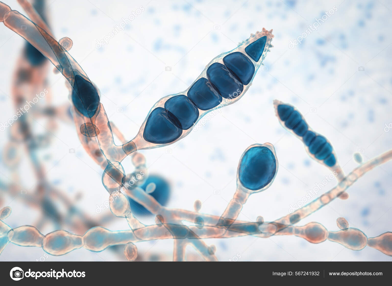 Microscopic Fungi Microsporum Audouinii Illustration Anthropophilic ...