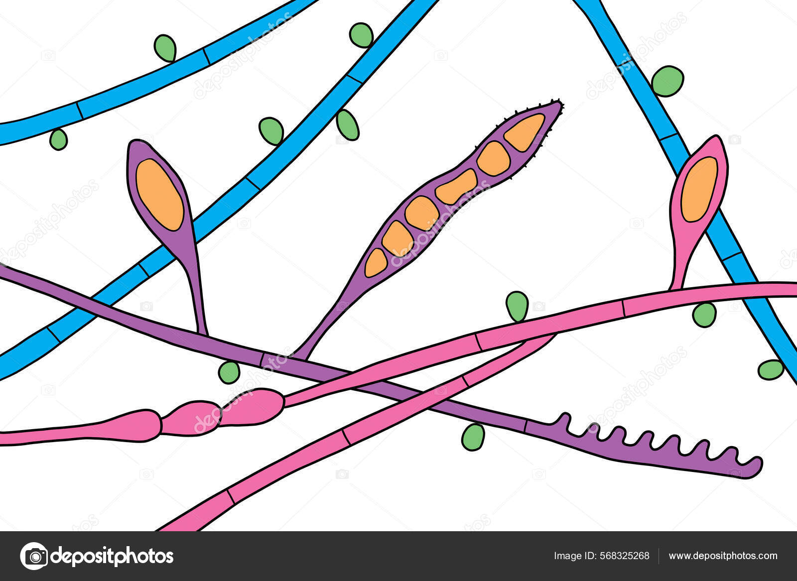 Estructura Los Hongos Microscópicos Microsporum Audouinii Ilustración ...