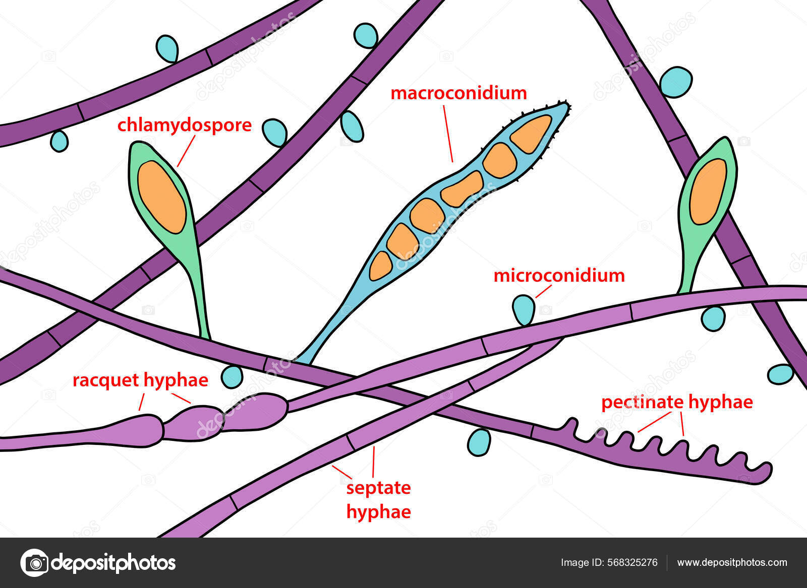 Structure Microscopic Fungi Microsporum Audouinii Illustration ...