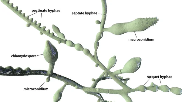 Structure Microscopic Fungi Microsporum Audouinii Illustration ...
