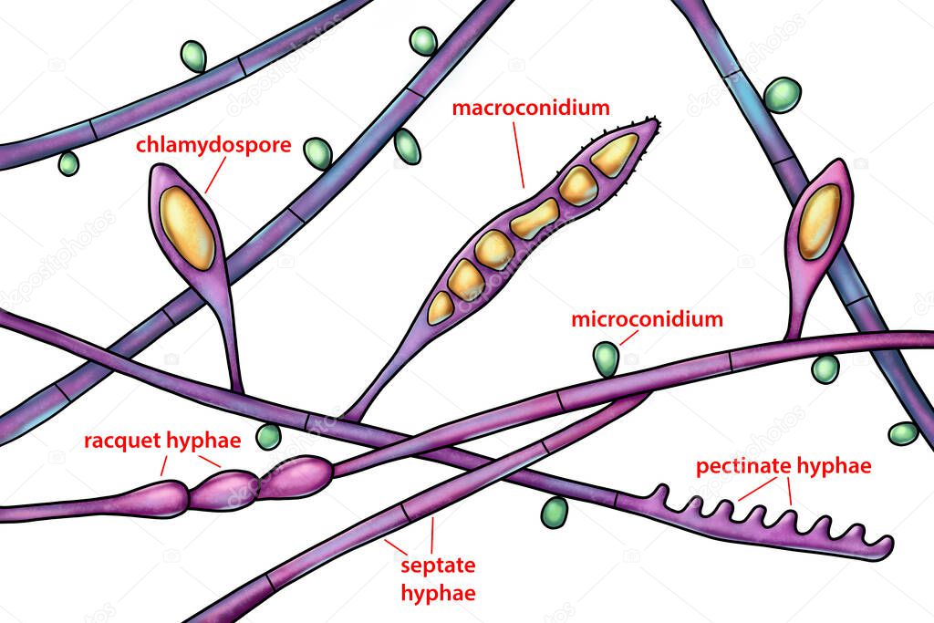 Structure of microscopic fungi Microsporum audouinii, illustration ...