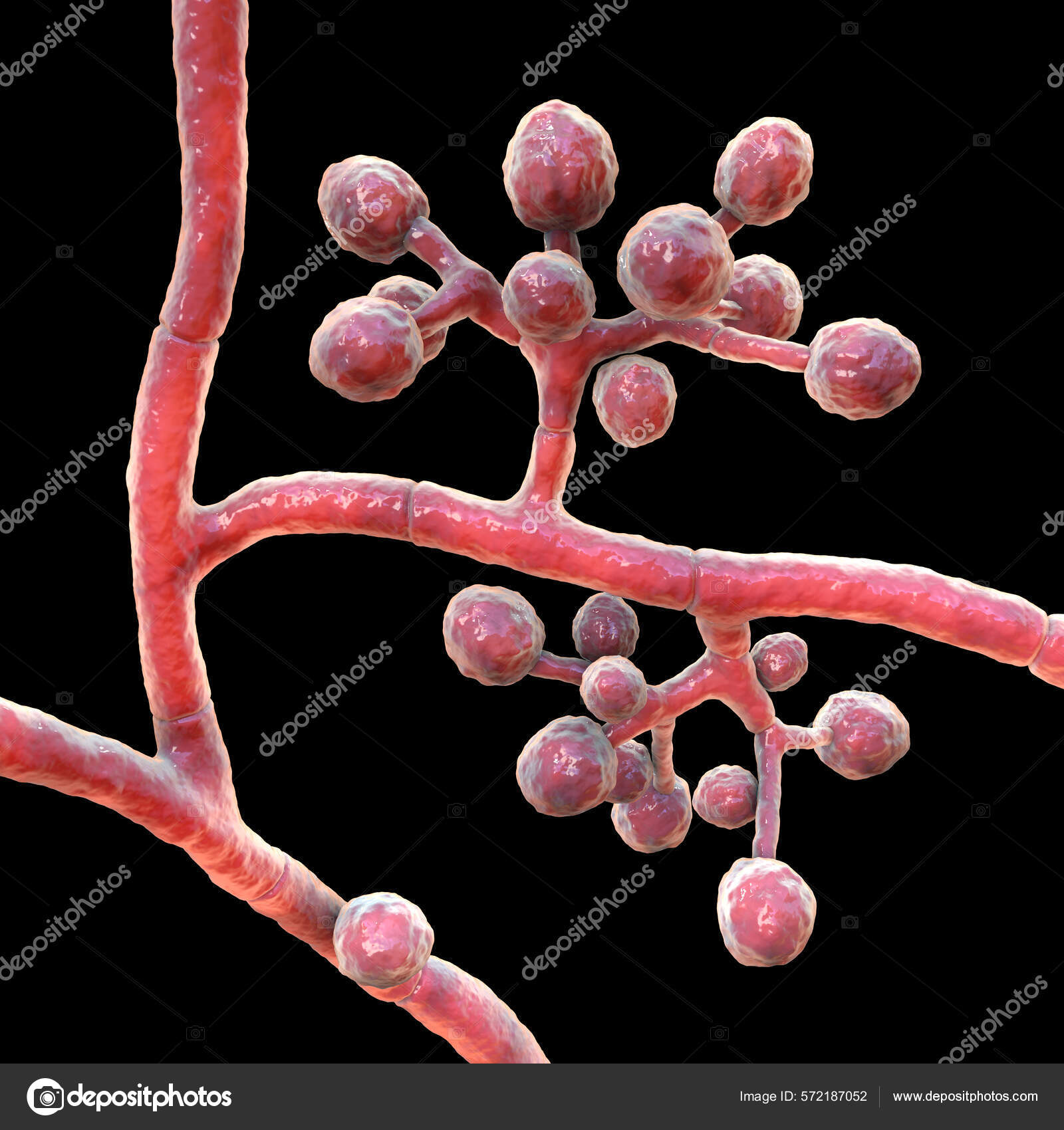 Fungi Trichophyton Mentagrophytes Illustration Showing Branched ...