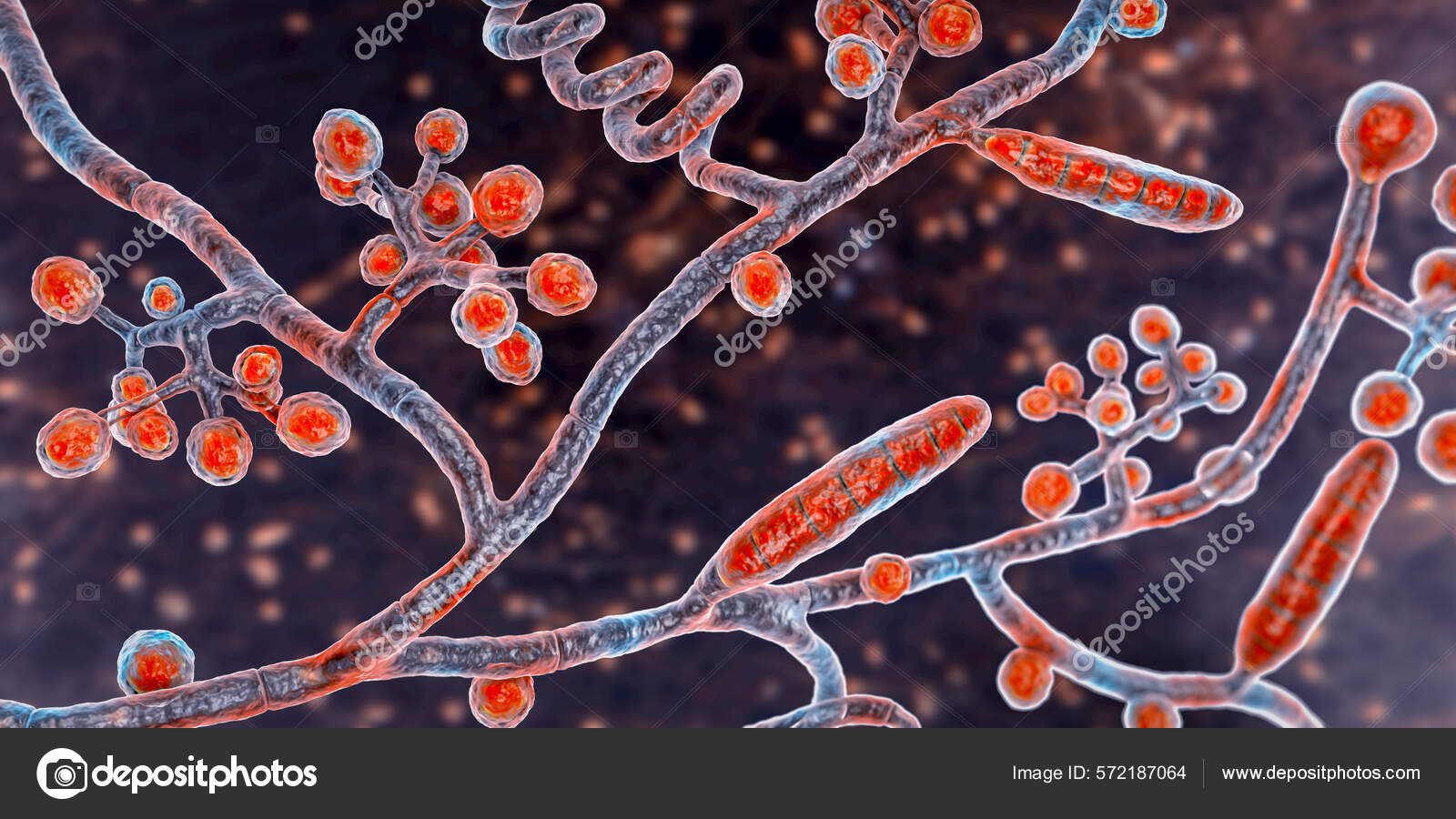 Fungi Trichophyton Mentagrophytes Illustration Showing Macroconidia ...