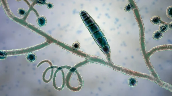 Fungi Trichophyton Mentagrophytes Illustration Showing Macroconidia ...
