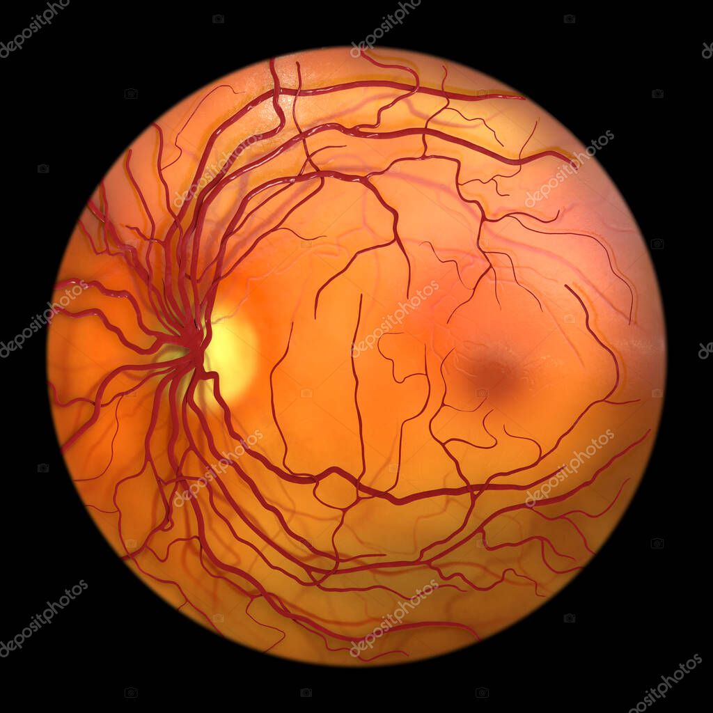 Retina ocular normal, vista oftalmoscópica, ilustración científica 3D ...
