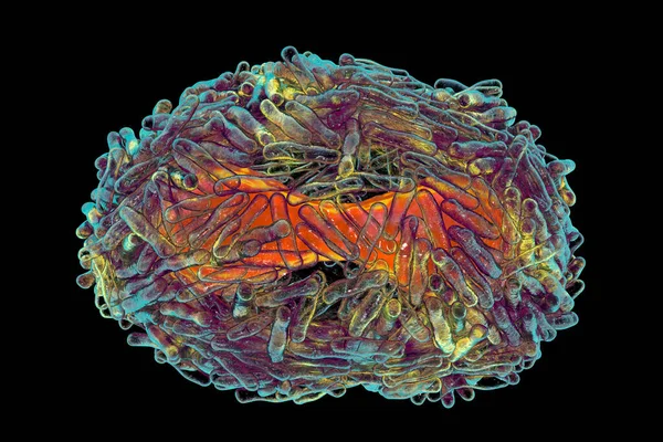 Monkeypox virus, 3D illustration. A zoonotic virus from Poxviridae ...