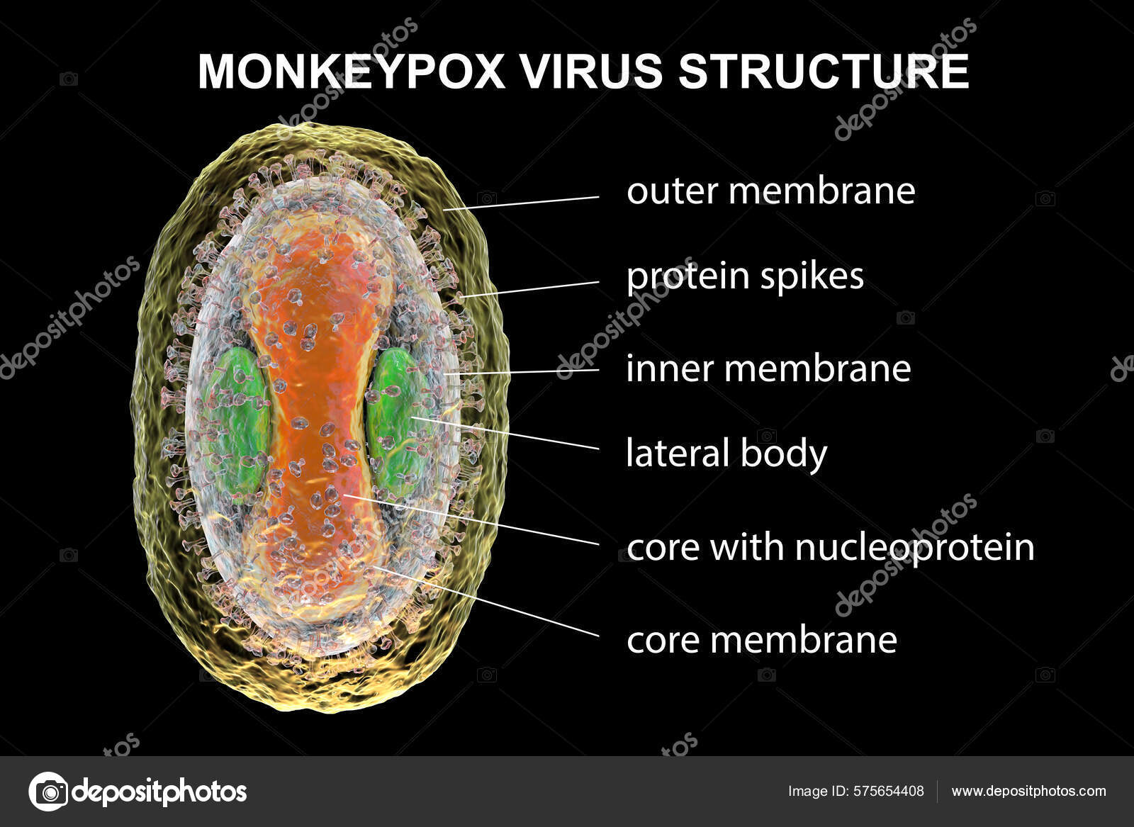 Structure Monkeypox Virus Illustration Zoonotic Virus Poxviridae Family ...