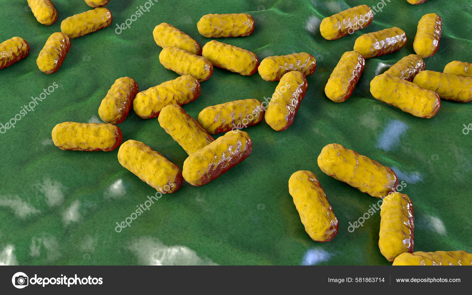Enterobacter Bacteria Gram Negative Rod Shaped Bacteria Part Normal ...