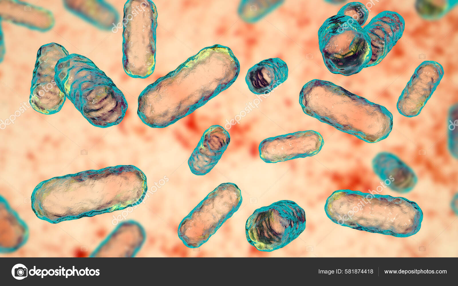 Enterobacter Bacteria Gram Negative Rod Shaped Bacteria Part Normal ...
