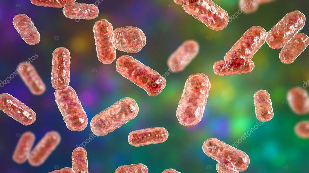 Bacterias enterobacterianas, bacterias gramnegativas en forma de barra ...